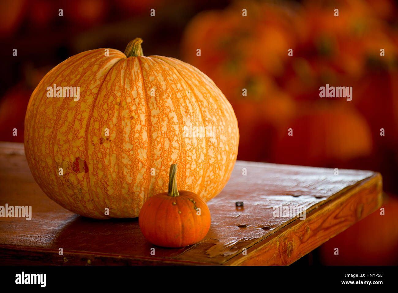 large light orange pumpkin with small one next to it Stock Photo - Alamy