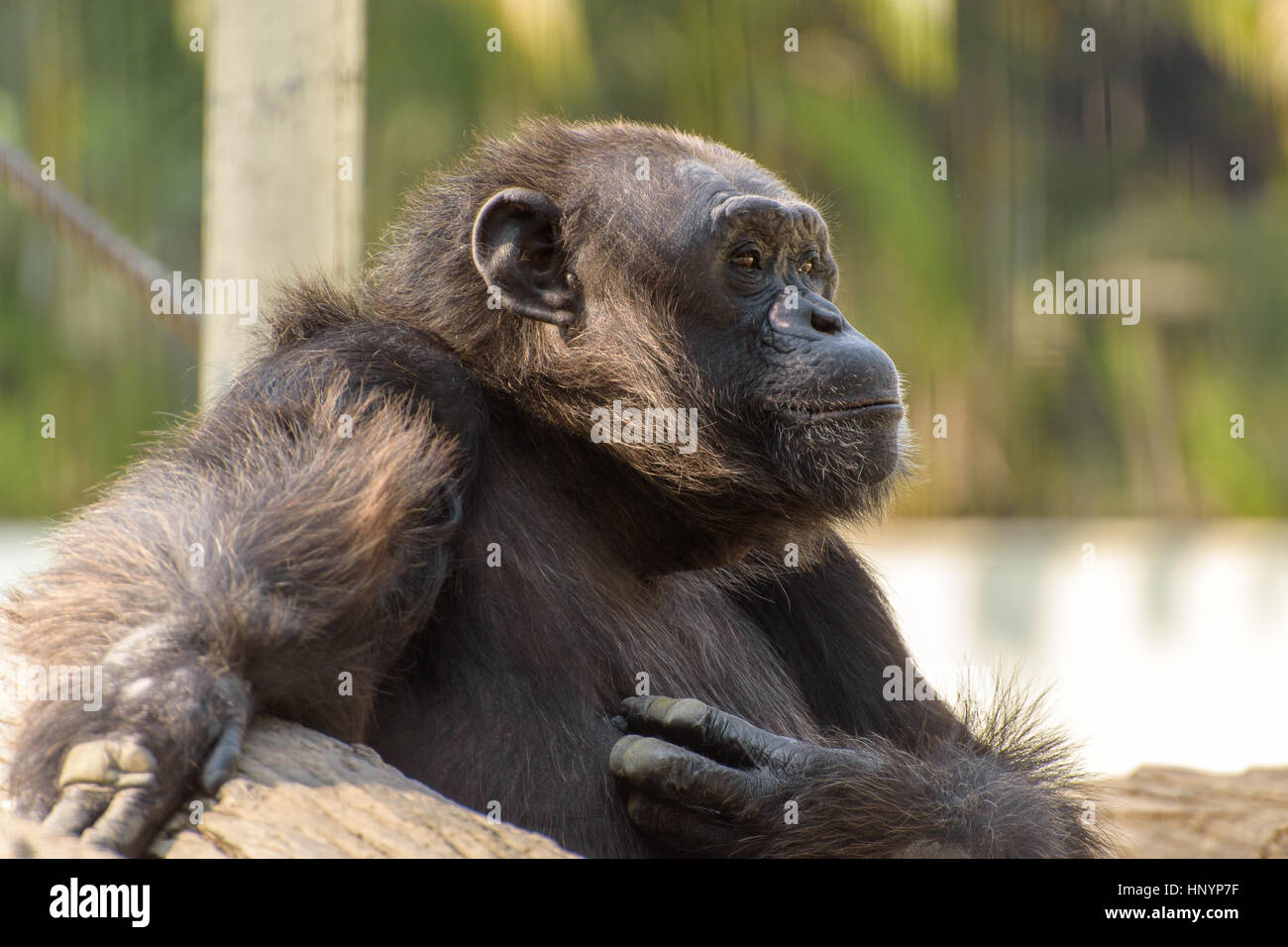close up face of a male chimpanzee Stock Photo - Alamy