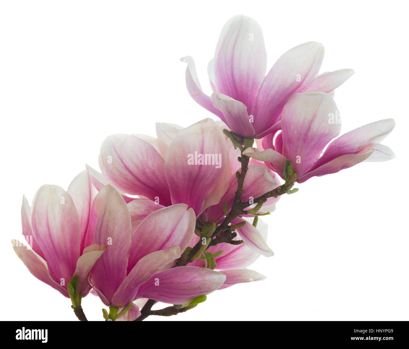Pink white natural magnolia Cut Out Stock Images & Pictures - Alamy