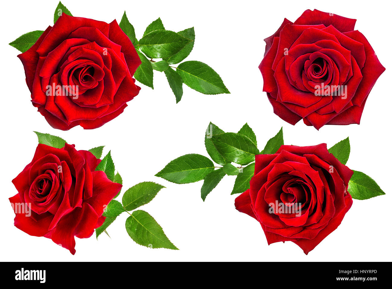 rose isolated on the white background Stock Photo - Alamy