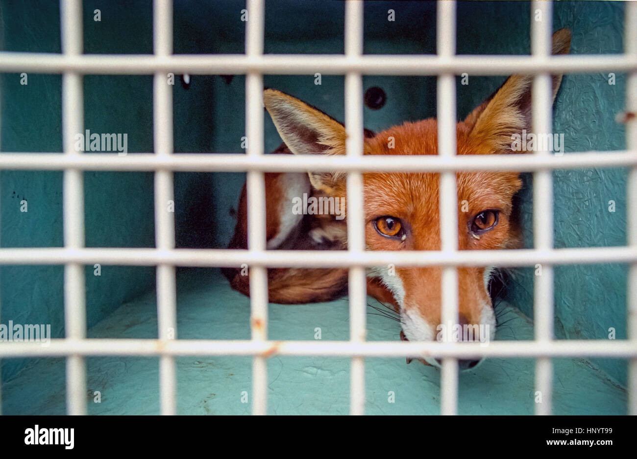 A captured and trapped fox Stock Photo - Alamy