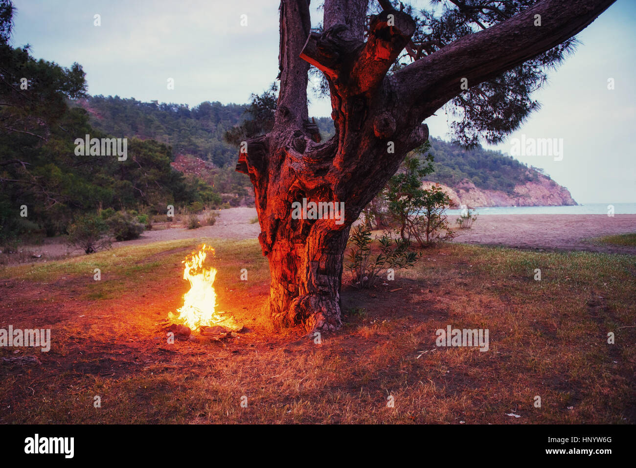 Bonfire under a tree near the coast Stock Photo - Alamy