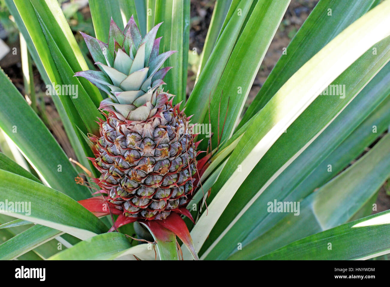 Store fresh pineapple farm hi-res stock photography and images - Alamy