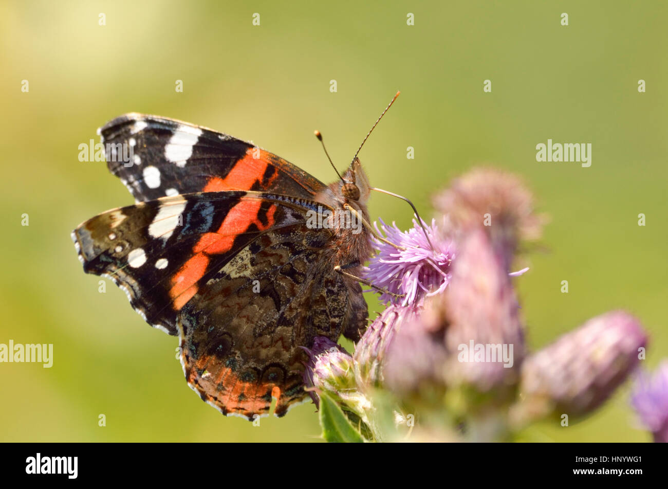 Butterfly with extended proboscis feeding on thistle flowers Stock ...