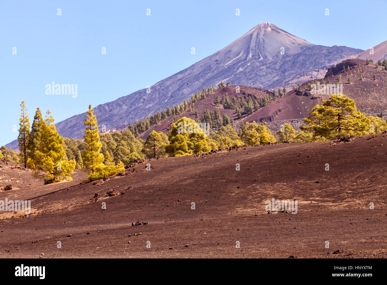 Tenerife national volcano park El Teide with pine trees forest on hills ...