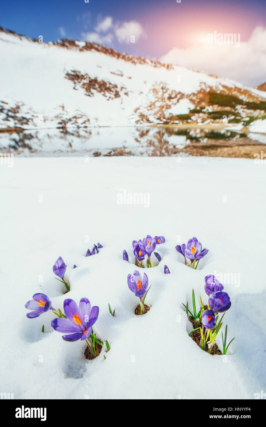 Crocuses Snow High Resolution Stock Photography and Images - Alamy