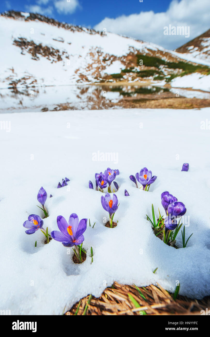 Frost melting flower hi-res stock photography and images - Alamy