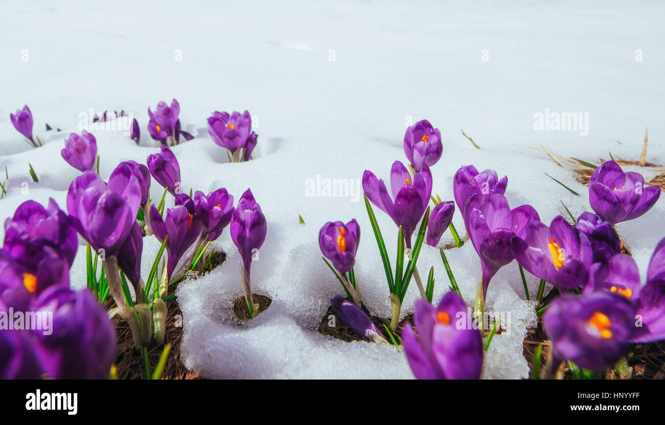 Crocus snow hi-res stock photography and images - Alamy