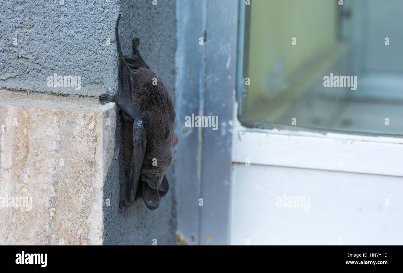 Abstract and conceptual sleeping, bat sleeping on the wall of a palace ...