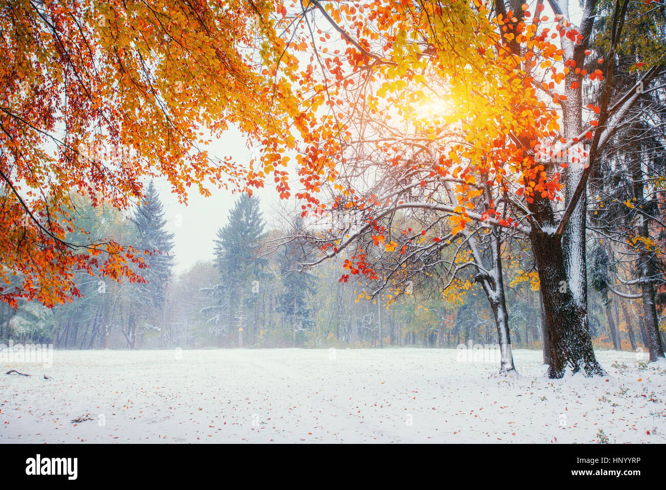 October mountain beech forest with first winter snow Stock Photo - Alamy