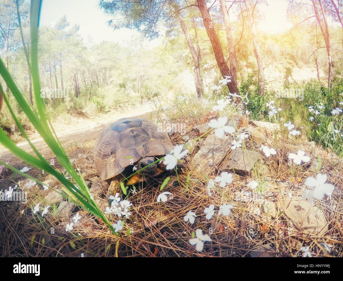 Beautiful overland turtle crawling on a sandy beach Stock Photo - Alamy