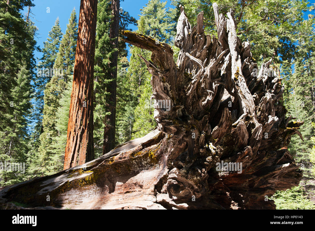 Fallen tree in giant sequoia grove, Yosemite National Park, California ...