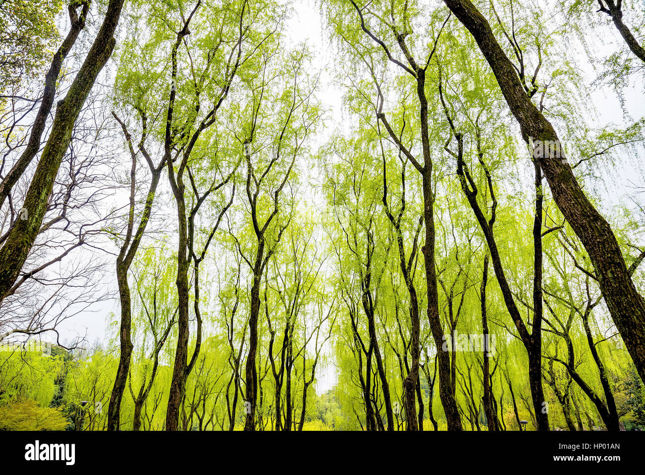 Tall trees in Hangzhou West Lake scenic area Stock Photo - Alamy