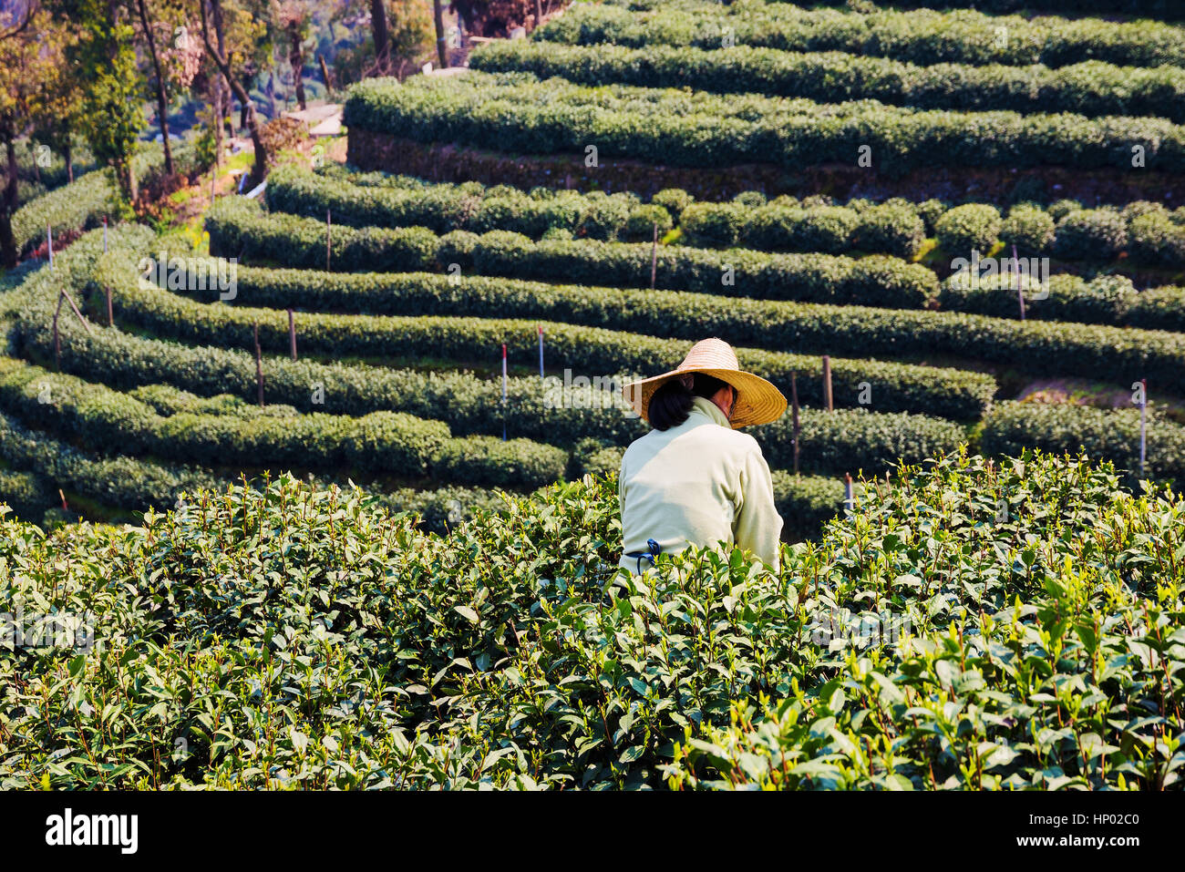 China tea culture hi-res stock photography and images - Alamy