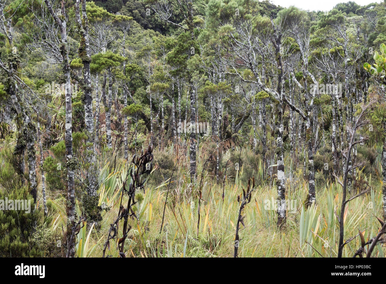 Ship Creek and Kahikatea swamp forest, Haast Highway, South Island, New ...