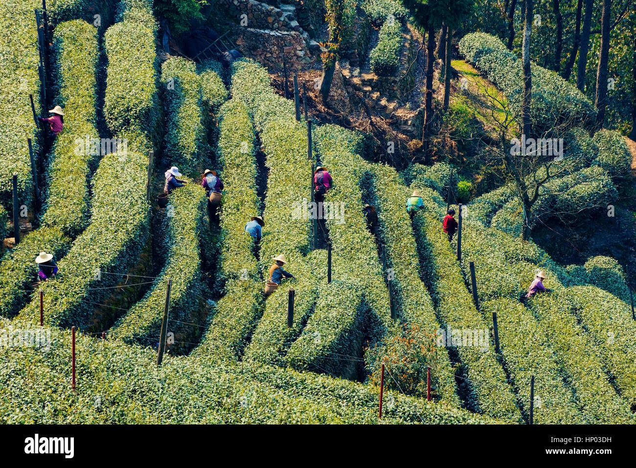 View of Longjing tea fields with farmers in Hangzhou Stock Photo - Alamy