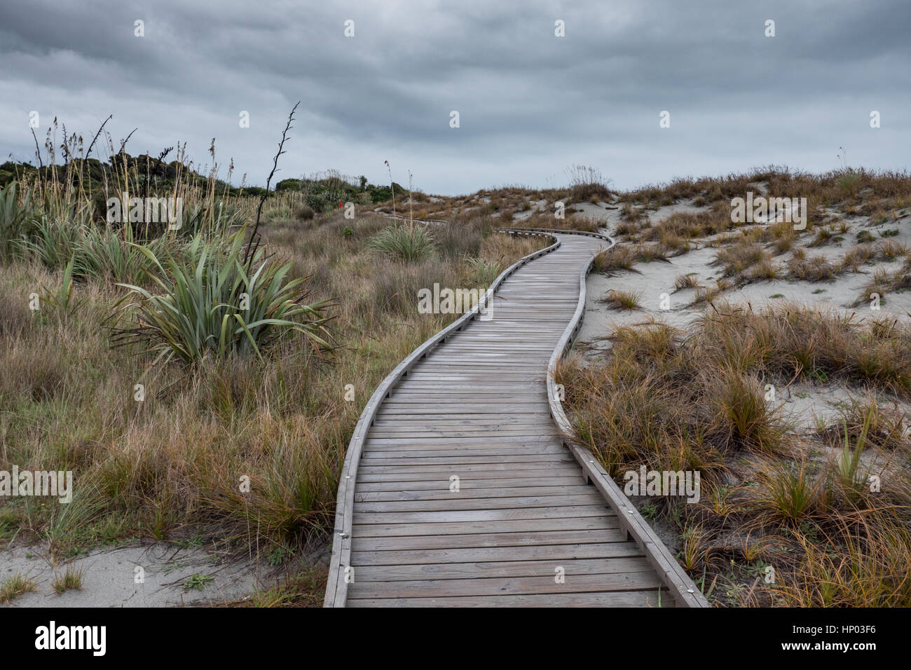 Ship Creek and Kahikatea swamp forest, Haast Highway, South Island, New ...