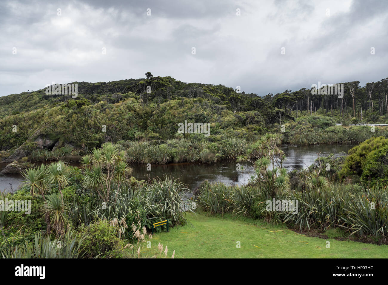 Ship Creek and Kahikatea swamp forest, Haast Highway, South Island, New ...