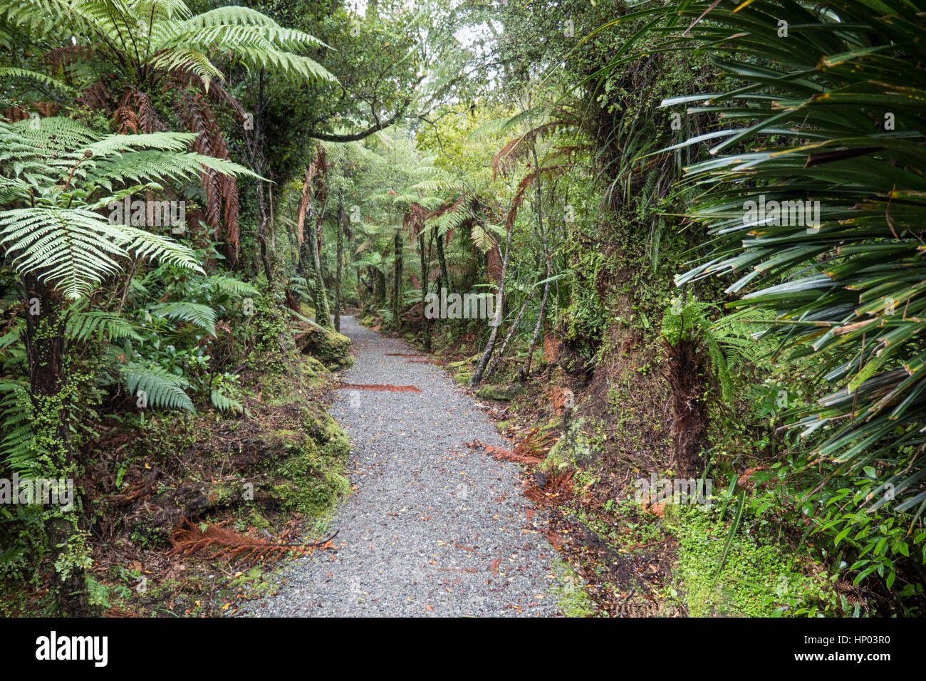 Ship Creek and Kahikatea swamp forest, Haast Highway, South Island, New ...