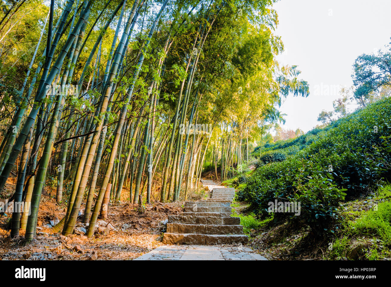 Bamboo forest path hi-res stock photography and images - Alamy