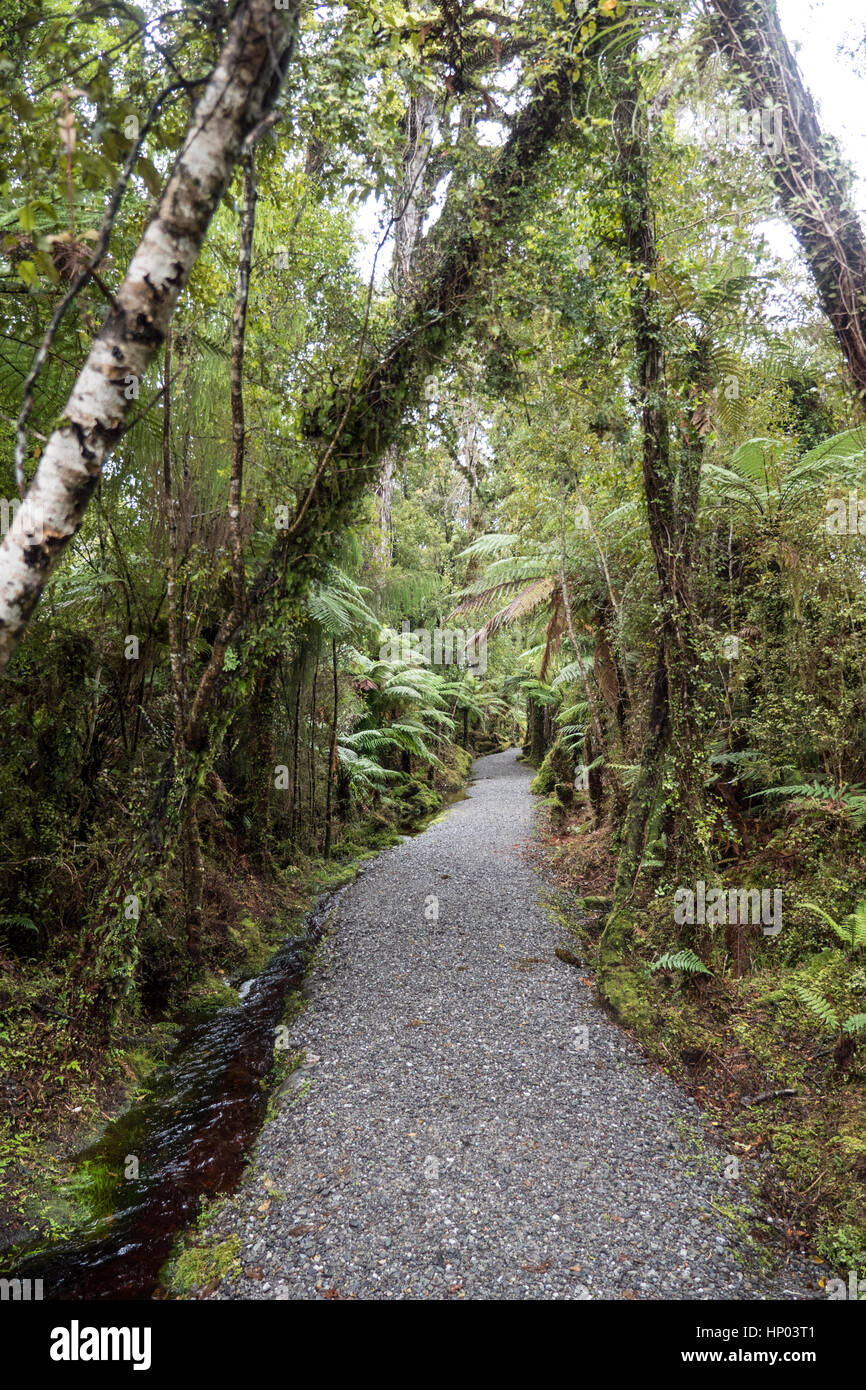Ship Creek and Kahikatea swamp forest, Haast Highway, South Island, New ...