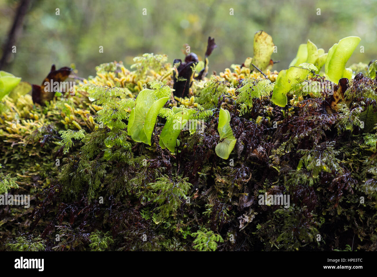 Ship Creek and Kahikatea swamp forest, Haast Highway, South Island, New ...