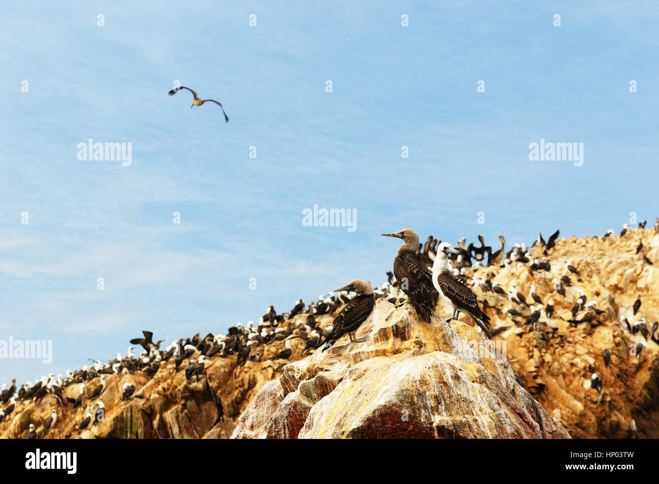 Peru Sxouth Coast Islas Ballestas Near Paracas National Park