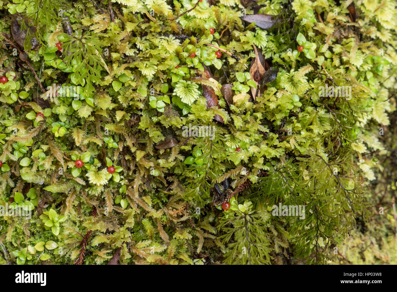 Ship Creek and Kahikatea swamp forest, Haast Highway, South Island, New ...