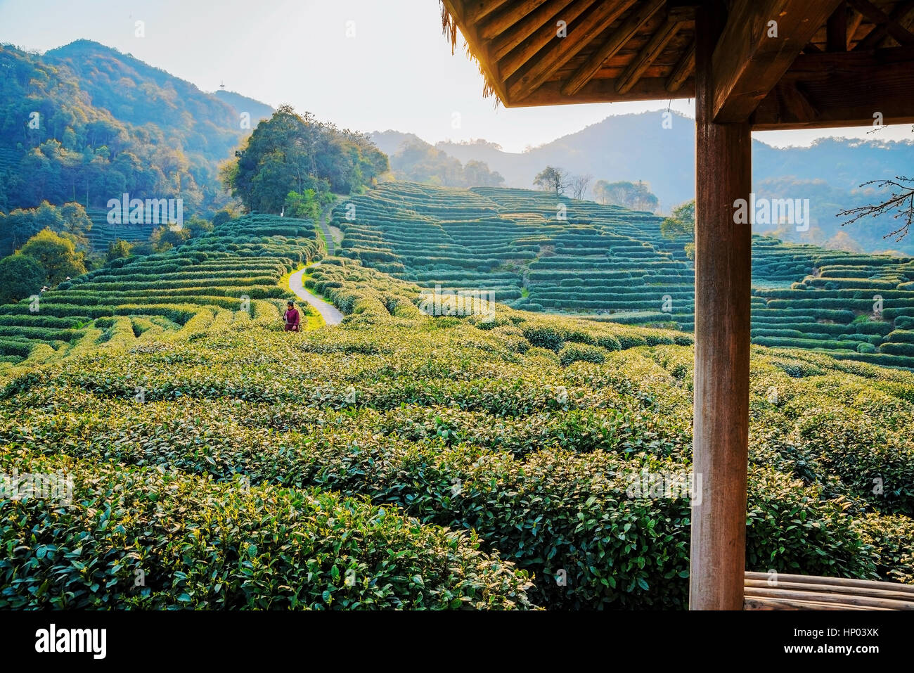 Longjing tea fields hangzhou hi-res stock photography and images - Alamy