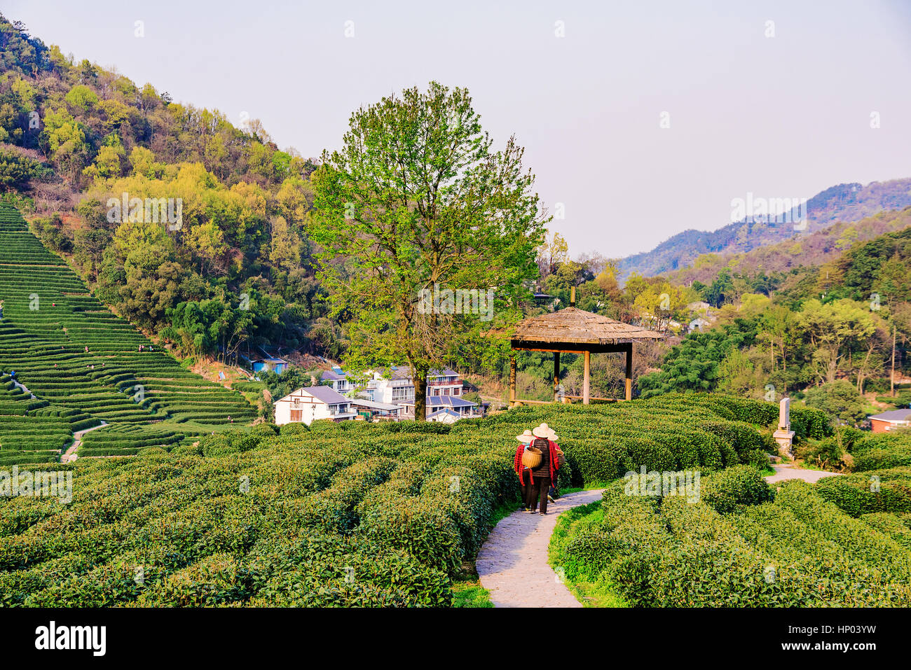 Path with farmers and landscape of Tea fields in Longjing Stock Photo ...