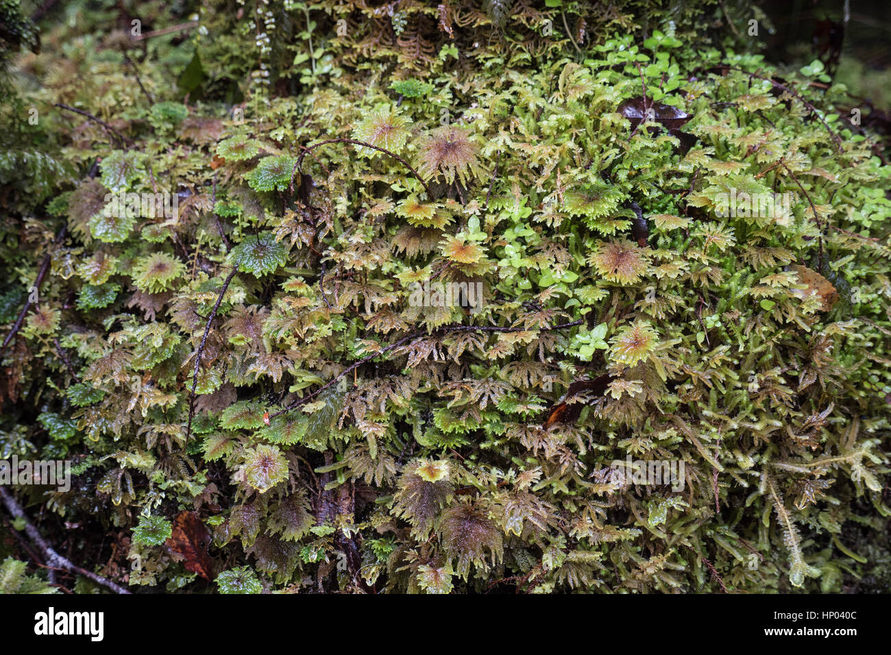 Ship Creek and Kahikatea swamp forest, Haast Highway, South Island, New ...