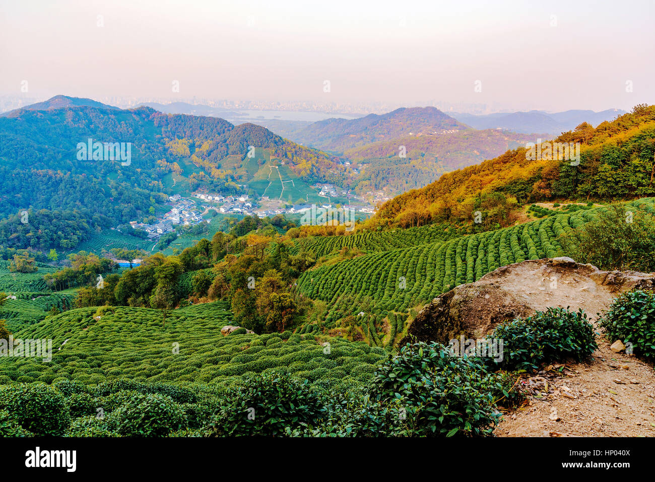 Landscape of Longjing tea fields from a mountain peak Stock Photo - Alamy