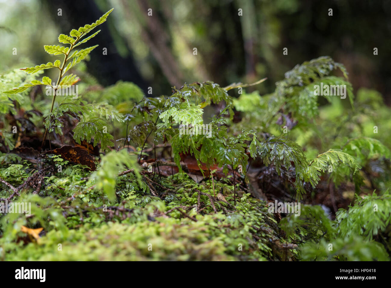 Ship Creek and Kahikatea swamp forest, Haast Highway, South Island, New ...