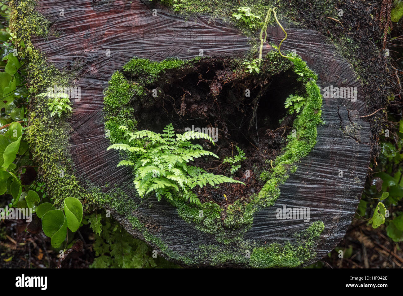 Kahikatea swamp forest hi-res stock photography and images - Alamy