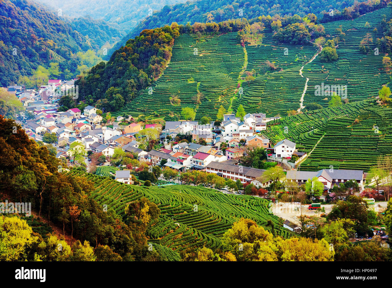 High view of Longjing tea fields and village area one of the most ...