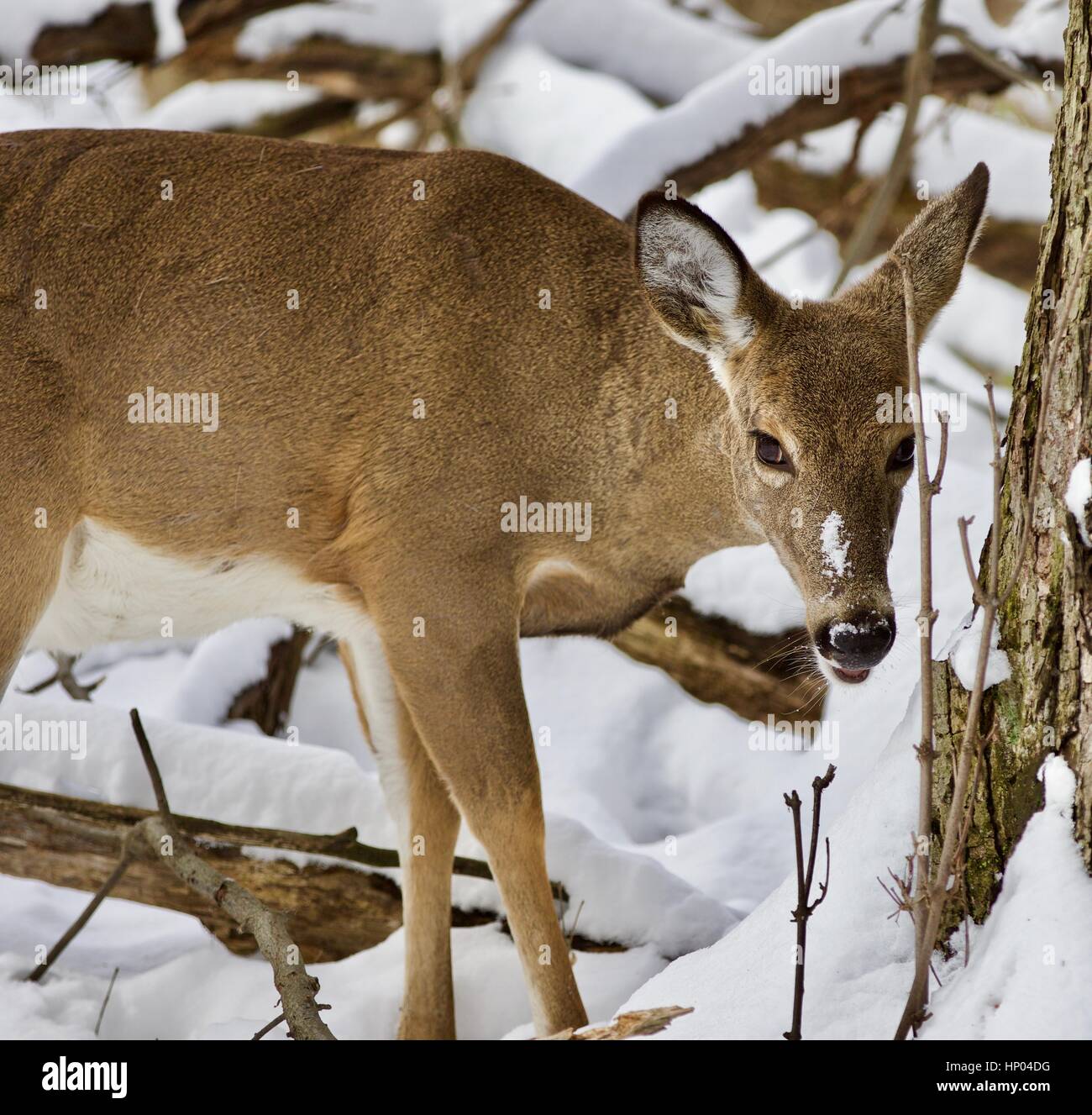 Beautiful isolated photo with a wild deer in the snowy forest Stock ...
