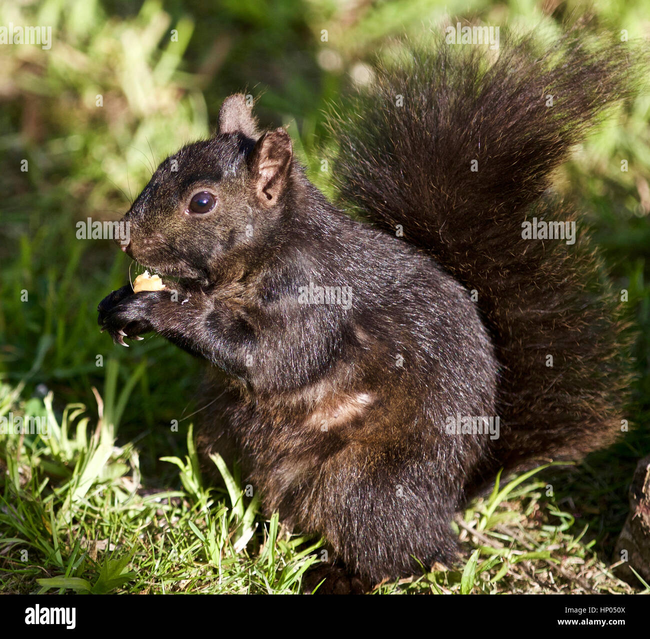 Beautiful isolated photo of a black squirrel Stock Photo - Alamy