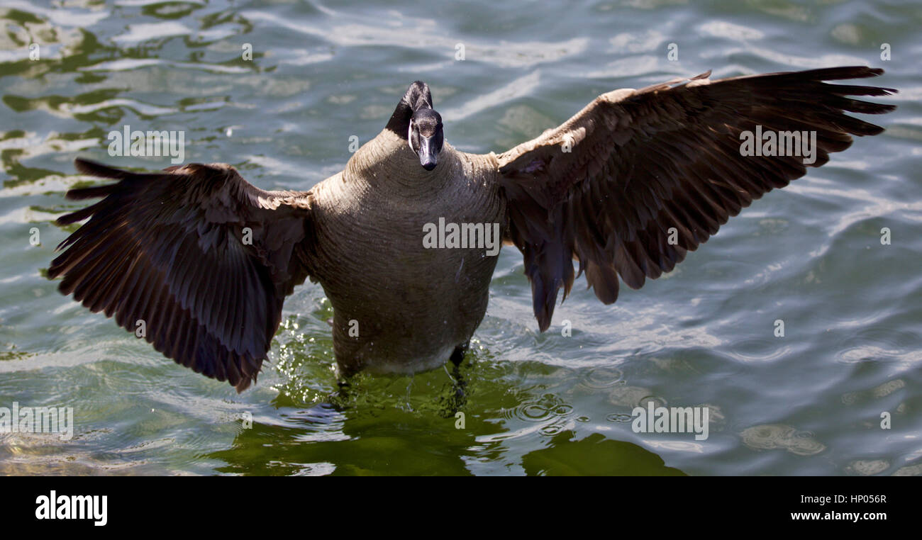 Beautiful isolated photo of a Canada goose Stock Photo - Alamy