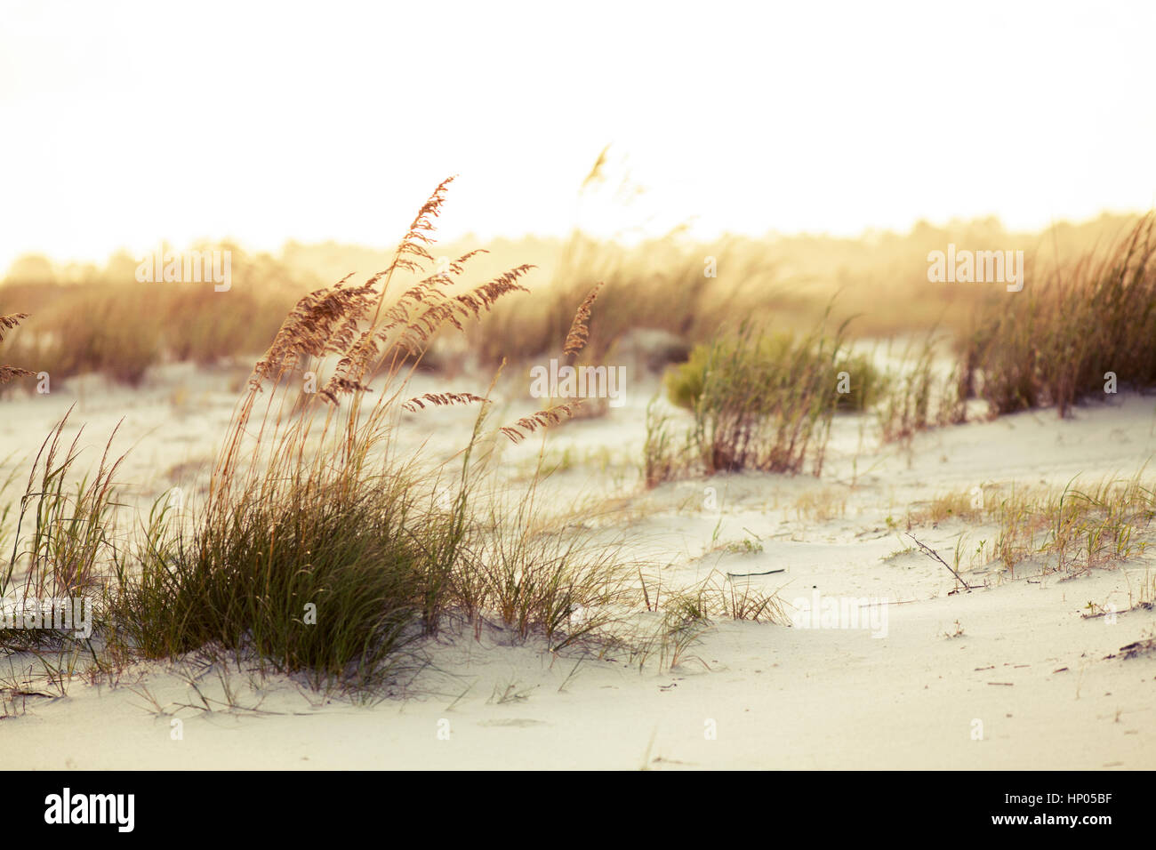 Coastal sea habitat hi-res stock photography and images - Alamy