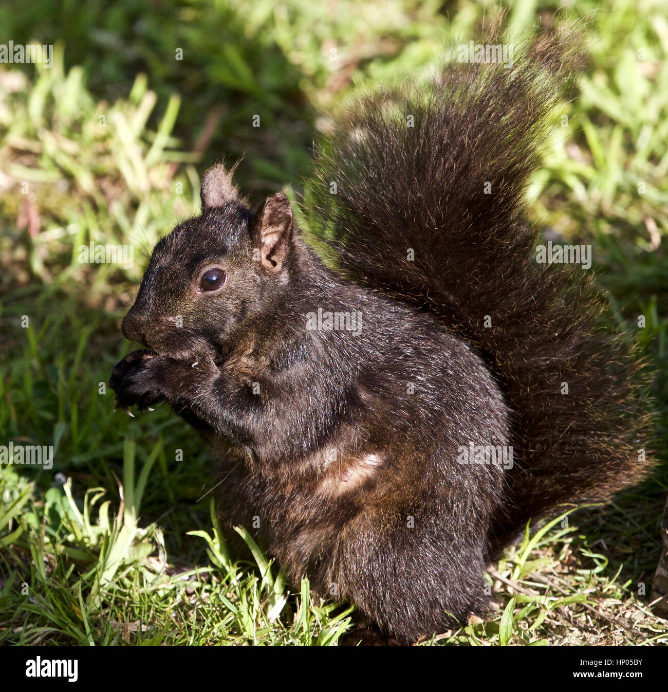 Beautiful isolated photo of a black squirrel Stock Photo - Alamy