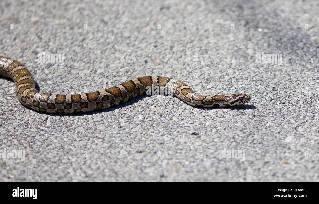 Beautiful isolated photo of a snake on a road Stock Photo - Alamy