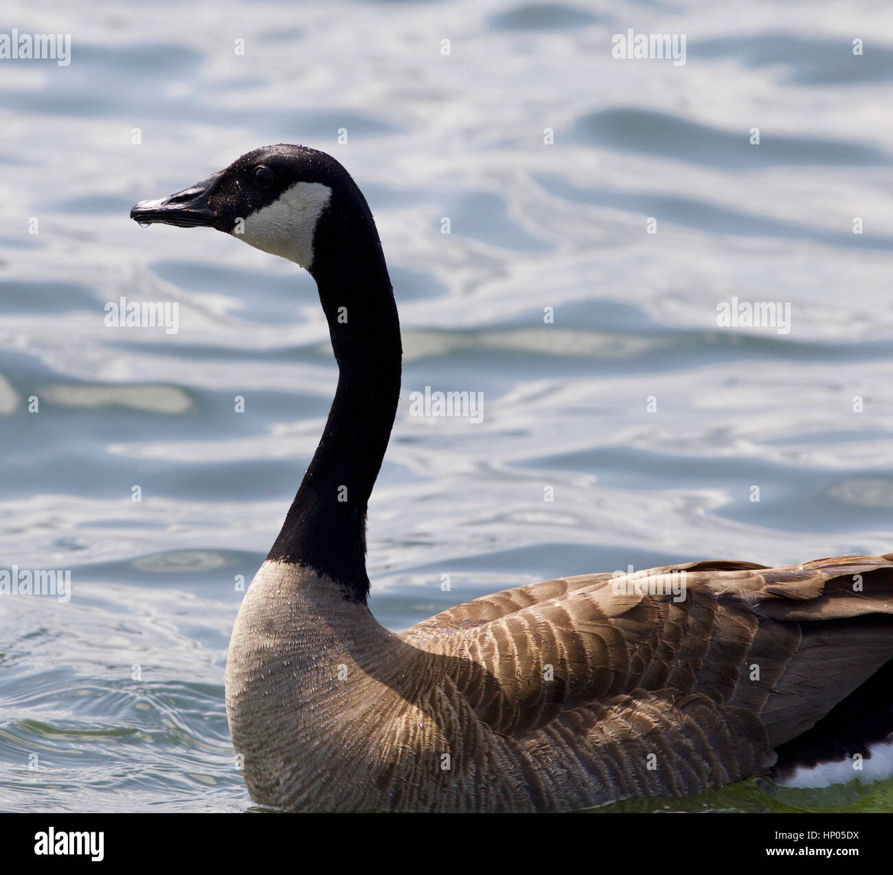 Beautiful isolated photo of a Canada goose Stock Photo - Alamy