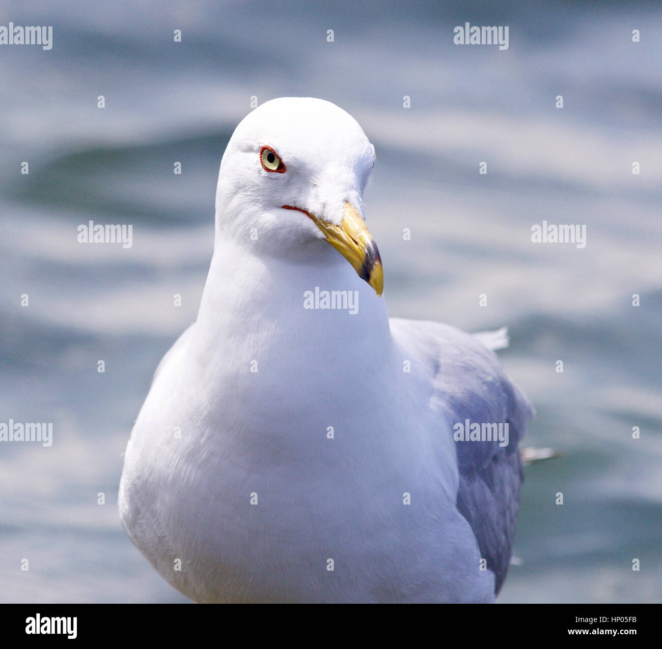 Beautiful isolated photo of a gull Stock Photo - Alamy