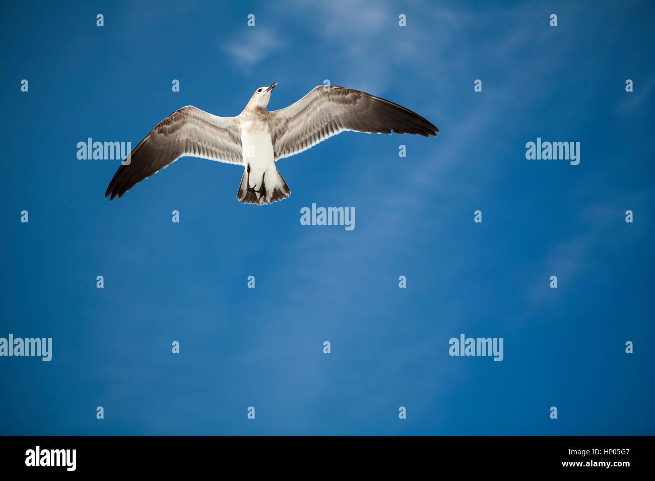 Seagull flying overhead Stock Photo - Alamy