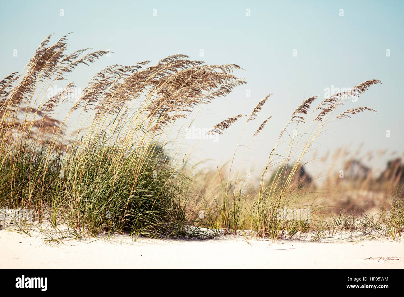 Gulf Coast, Florida natural beach habitat. Sea Oats and white sand ...