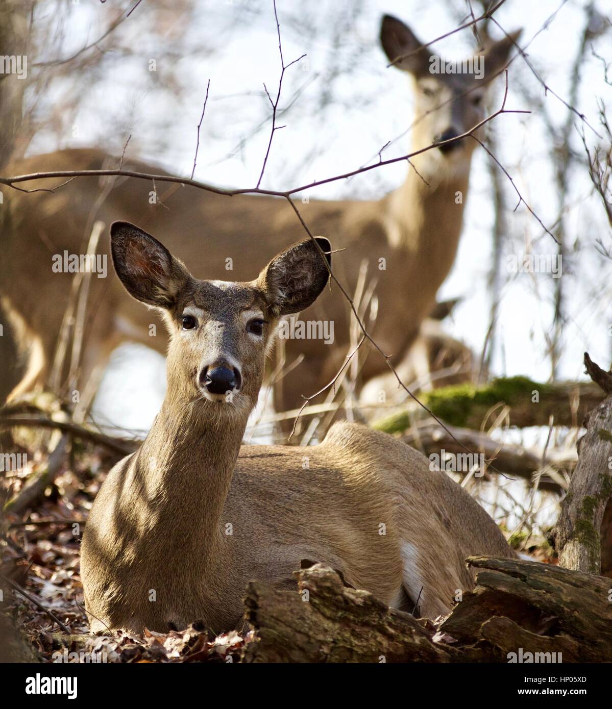 Beautiful isolated photo of wild deer in the forest Stock Photo - Alamy