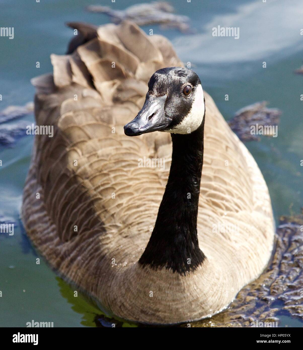 Beautiful isolated photo of a wild Canada goose Stock Photo - Alamy