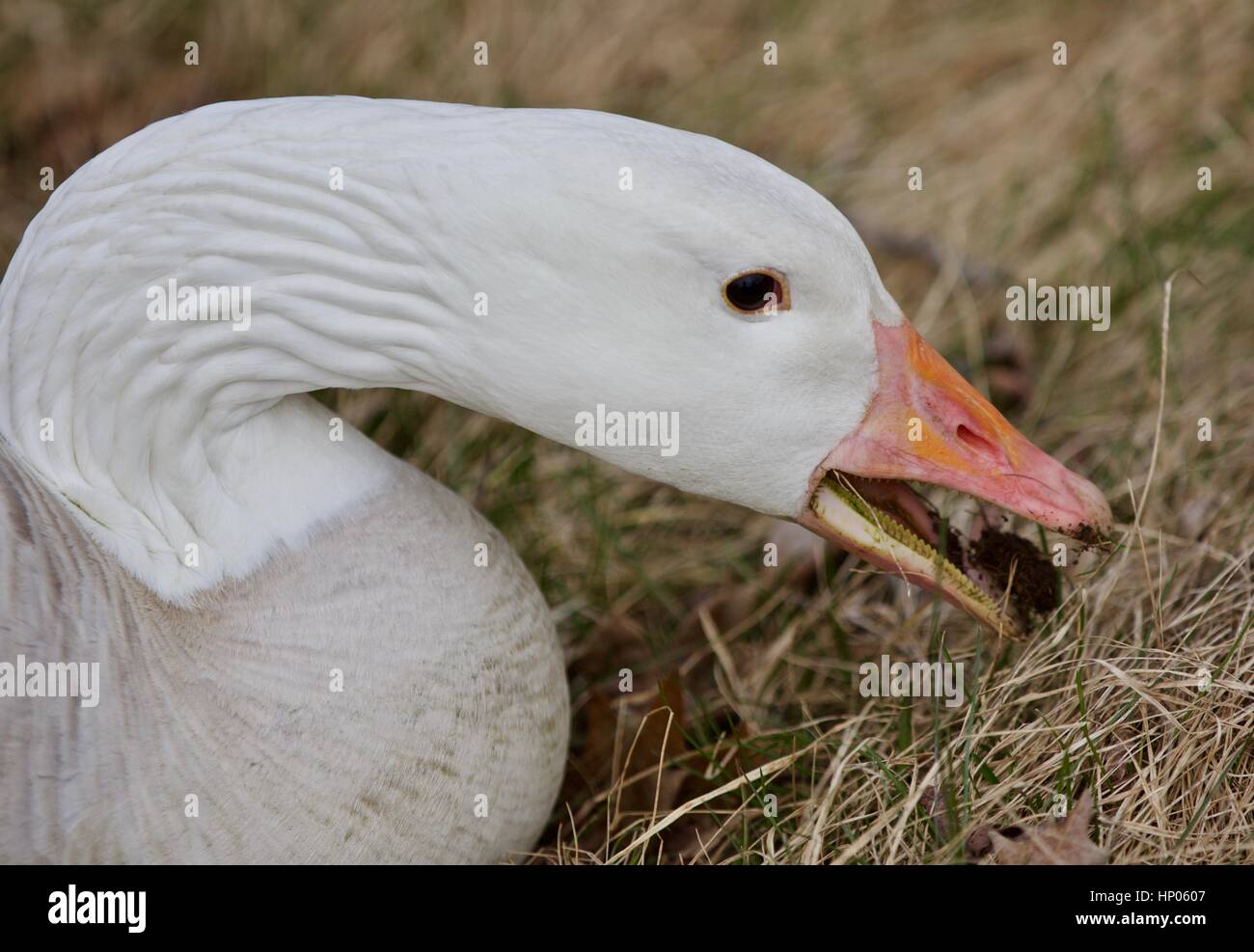 Beautiful isolated photo of a wild snow goose Stock Photo - Alamy