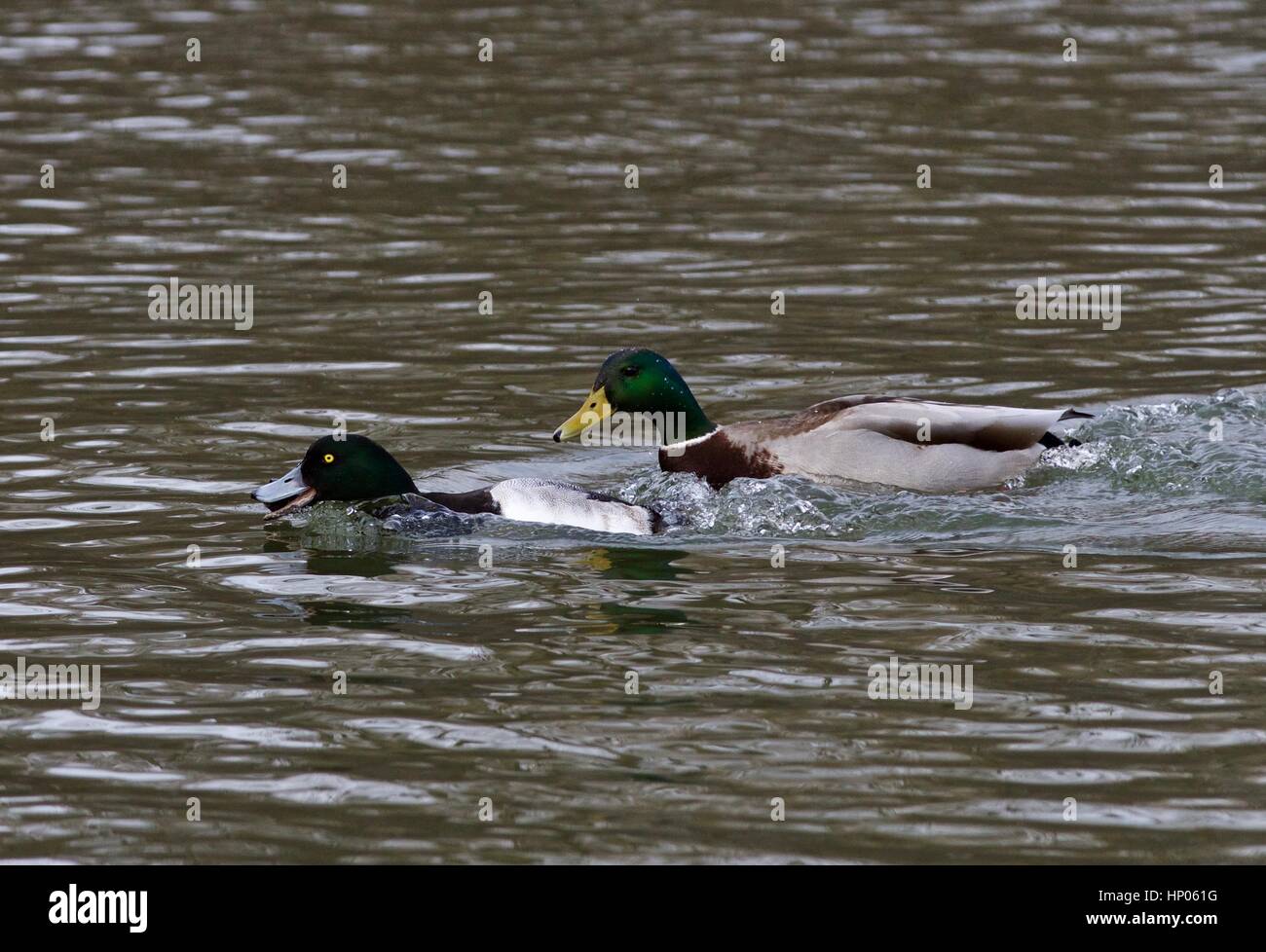 Chasing a duck hi-res stock photography and images - Alamy
