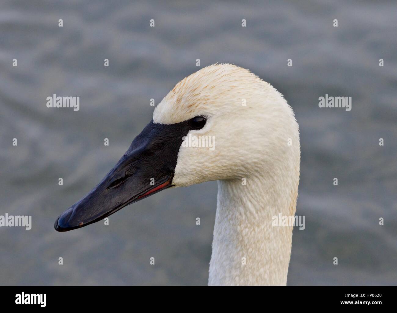 Beautiful photo cute trumpeter swan hi-res stock photography and images ...